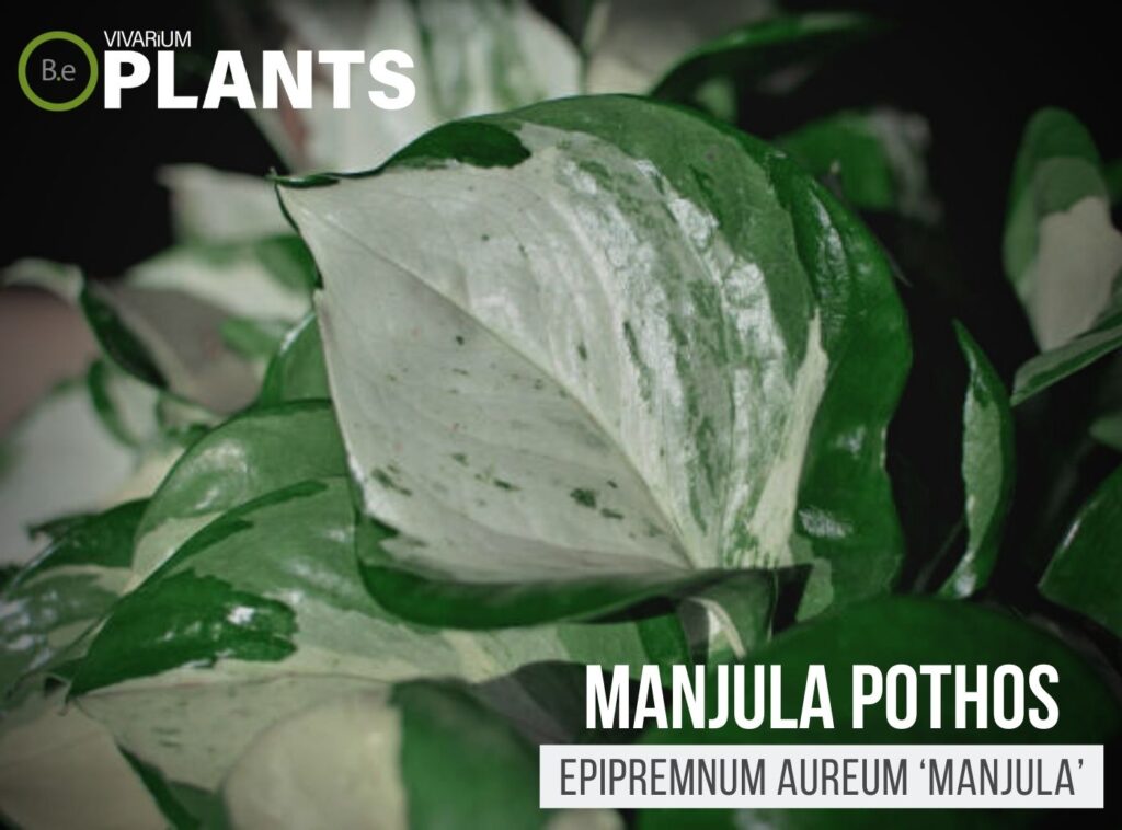 Epipremnum Aureum Manjula Pothos | The Plant Care Guide