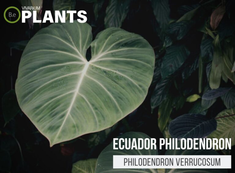 Ecuador Philodendron Verrucosum | The Plant Care Guide