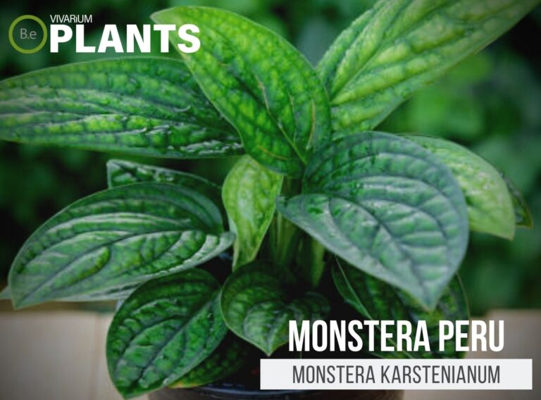 Monstera Karstenianum "Monstera Peru" | Plant Care Guide
