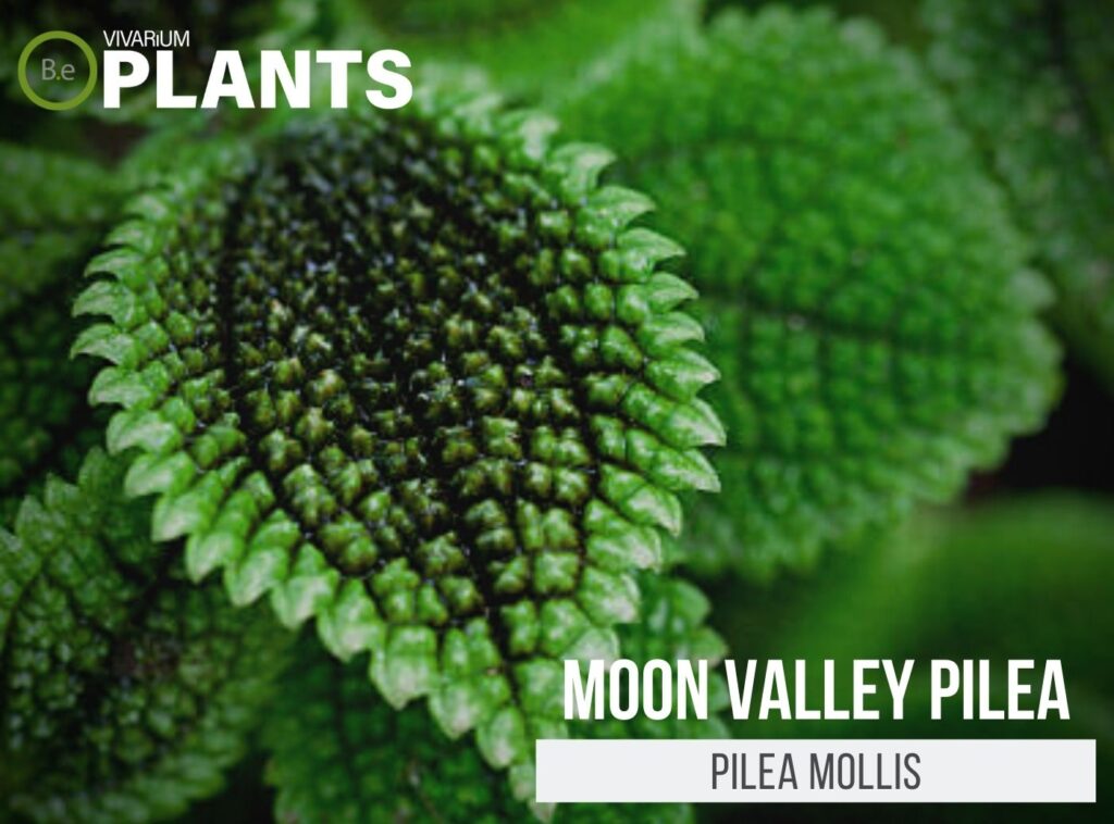 The Moon Valley Pilea Mollis | Complete Plant Care Guide