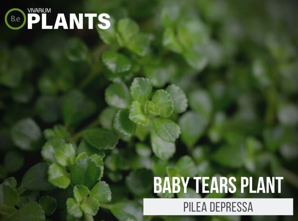 Pilea Depressa "Baby Tears Plant" | The Complete Care Guide