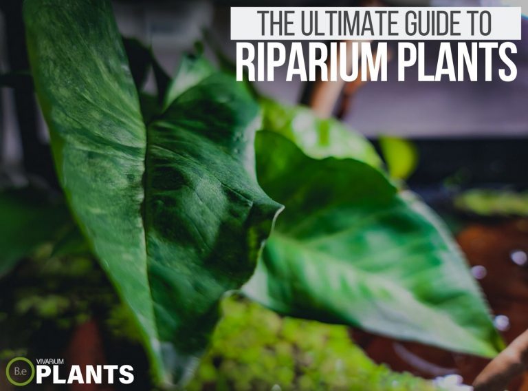 +130 Riparium Plants | Complete List, Placement (+Pictures)