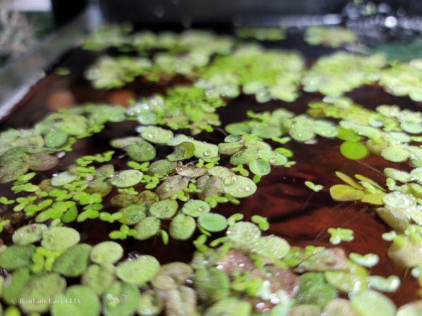 Riparium Plants | A Complete List & Guide To Emersed Flora