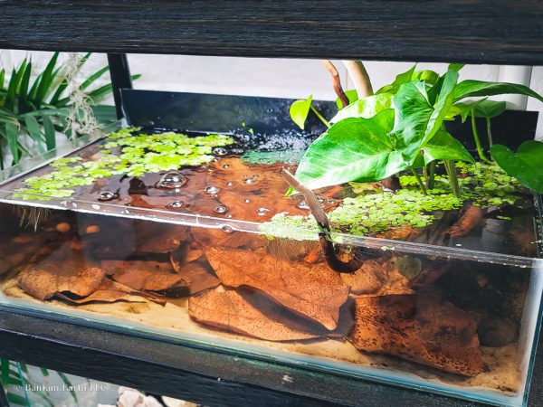 +130 Riparium Plants | Complete List, Placement (+Pictures)