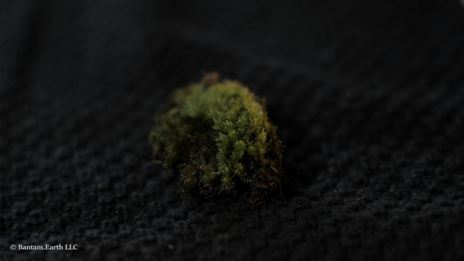 DIY Mini Desert Terrarium | A Simple Technique For A Realistic Look