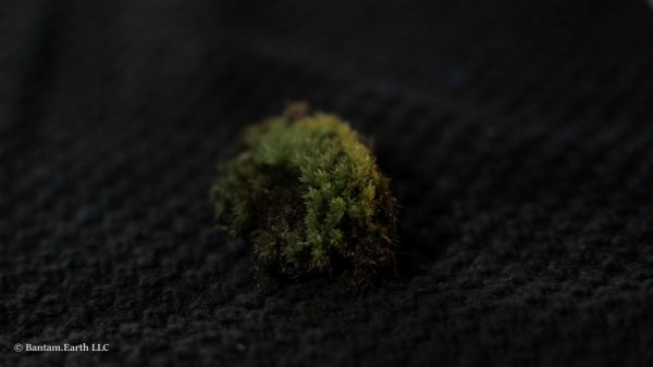 DIY Mini Desert Terrarium | A Simple Technique For A Realistic Look