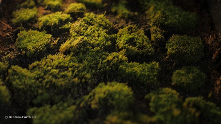 Making A Photo-Realistic Mini Rocky Cliff Terrarium - Bantam.Earth