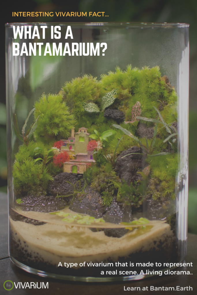 Bantamarium: Complete Care Guide & "How To" Build | Bantam.Earth