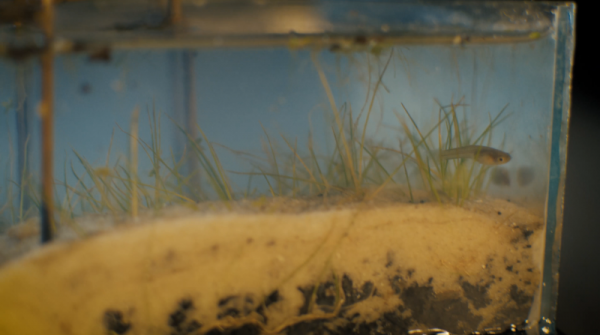 Using Halloween Aquarium Decor To Make A Cult Horror Riparium