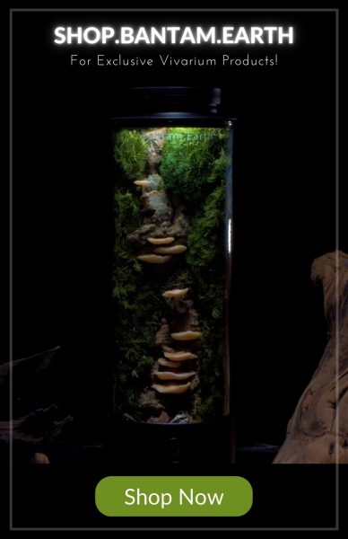 Common Terrarium Problems: A Guide To Fix & Prevent Issues