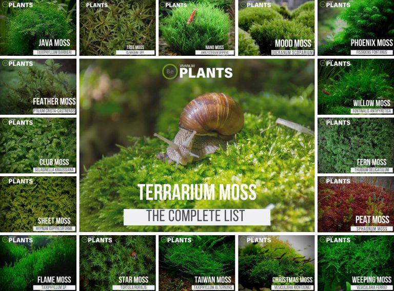 8+ Go-To Terrarium Moss Types | Care, Placement & Pictures!