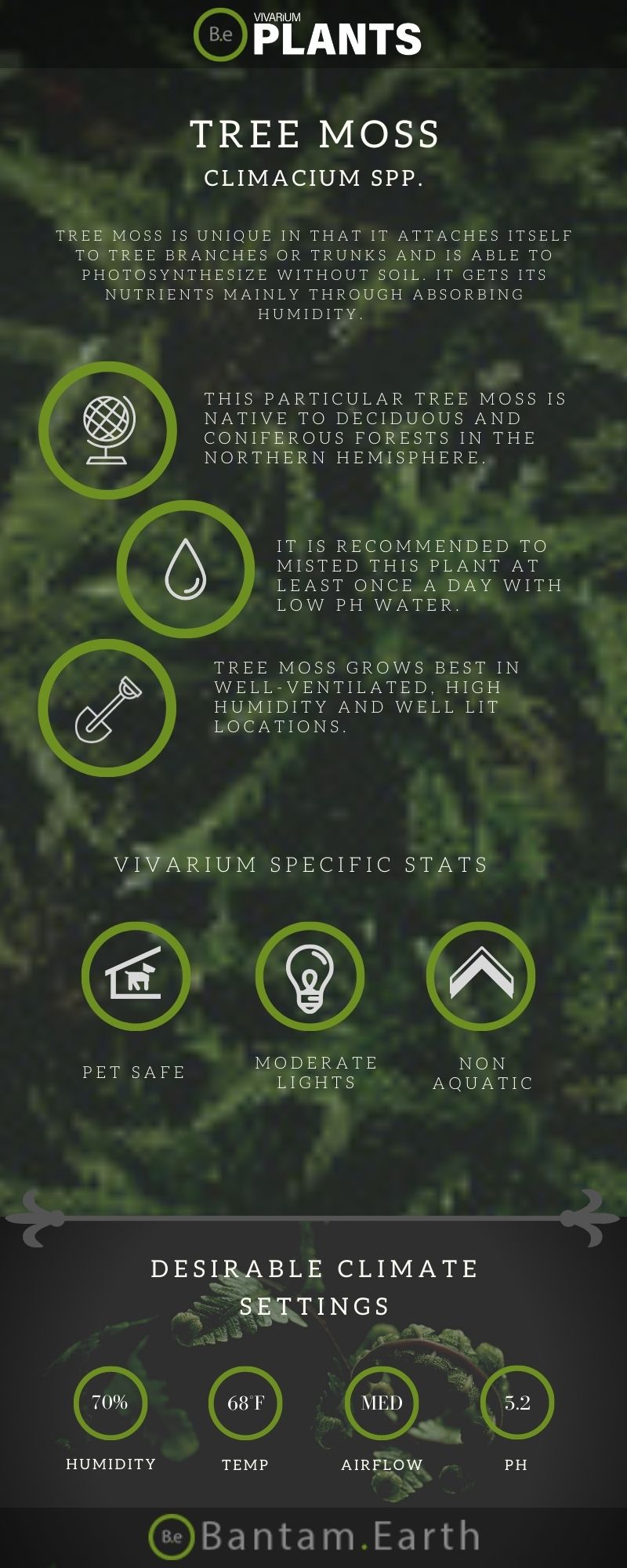 Climacium Dendroides "Tree Moss" Care Guide | Vivarium Plants