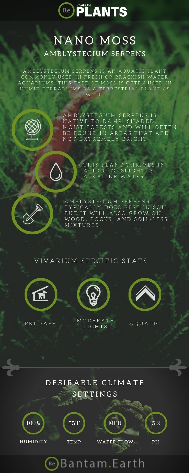Amblystegium Serpen "Nano Moss" Care Guide | Vivarium Plants