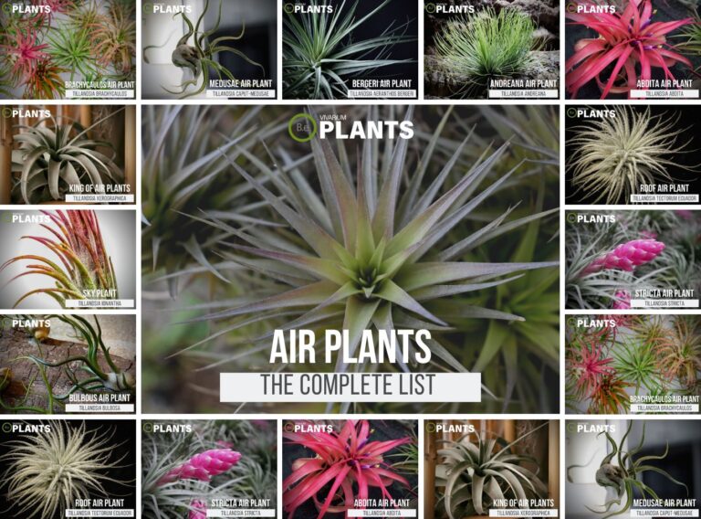 15+ Terrarium Air Plants (Top Picks) | Placement & Pictures!