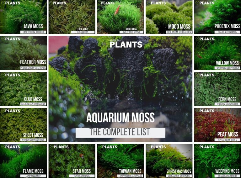 8+ Go-To Aquarium Moss Types | Care, Placement & Pictures