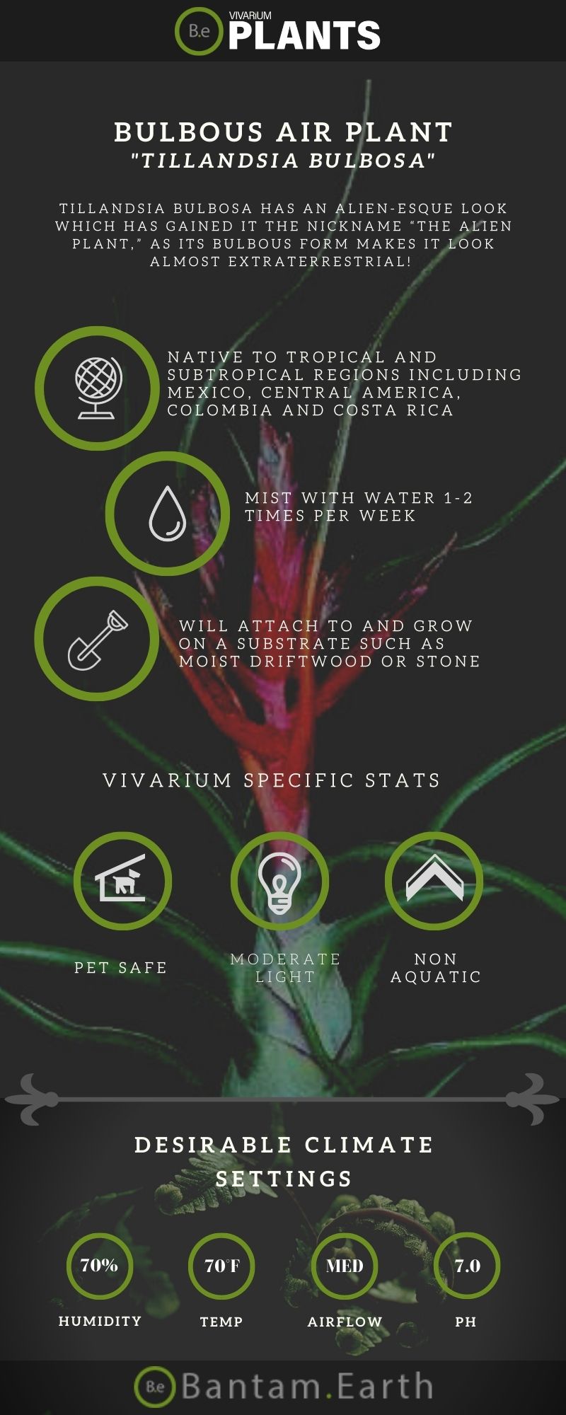 Tillandsia Bulbosa "Bulbous Air Plant" Care Guide