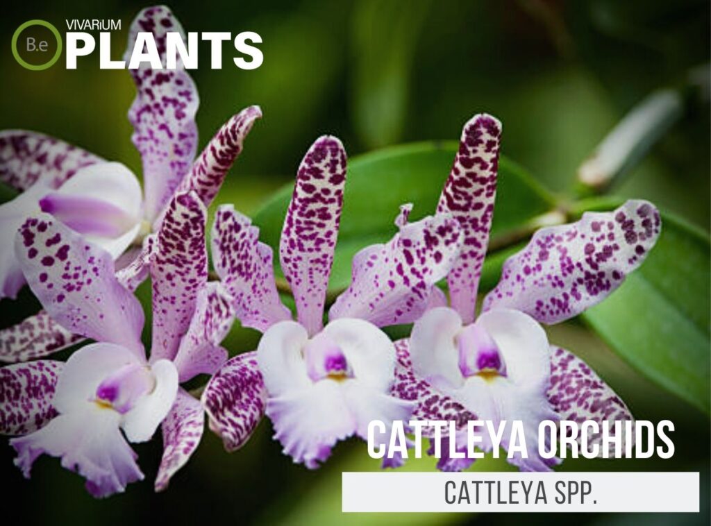 Cattleya Spp. "Cattleya Orchids" Plant Care Guide