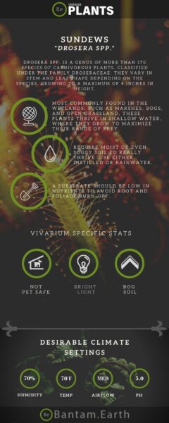 Drosera Spp. "Sundews" Care Guide | Terrarium Plants