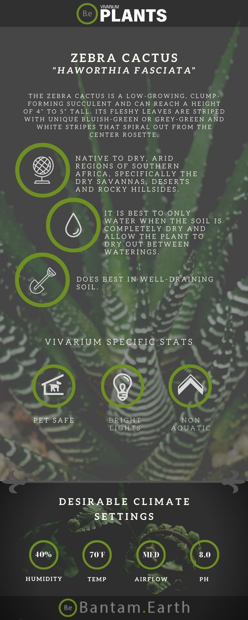 Haworthia Fasciata "Zebra Cactus" Care Guide | Terrarium Succulents