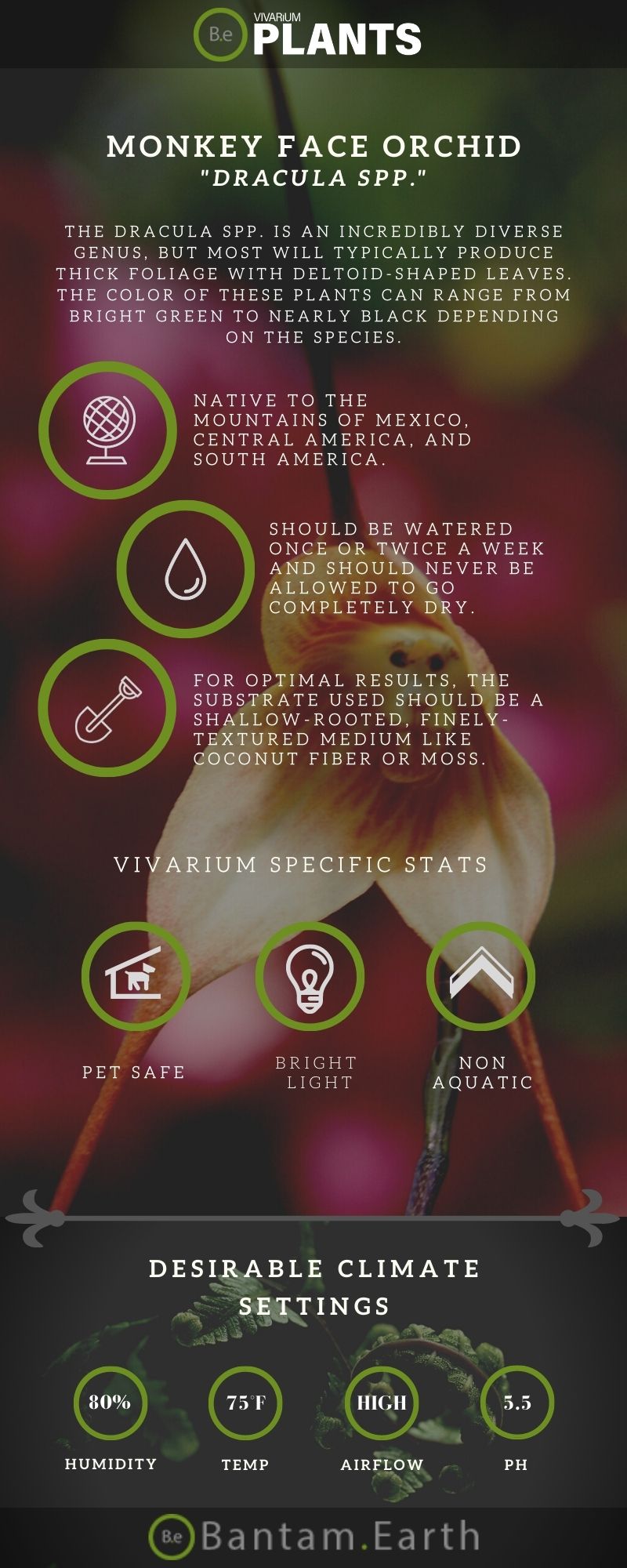 Dracula Spp. "Monkey Face Orchids" Plant Care Guide