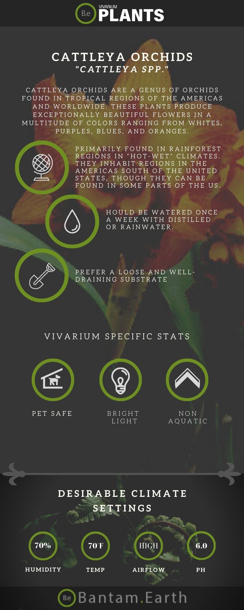 Cattleya Spp. "Cattleya Orchids" Plant Care Guide