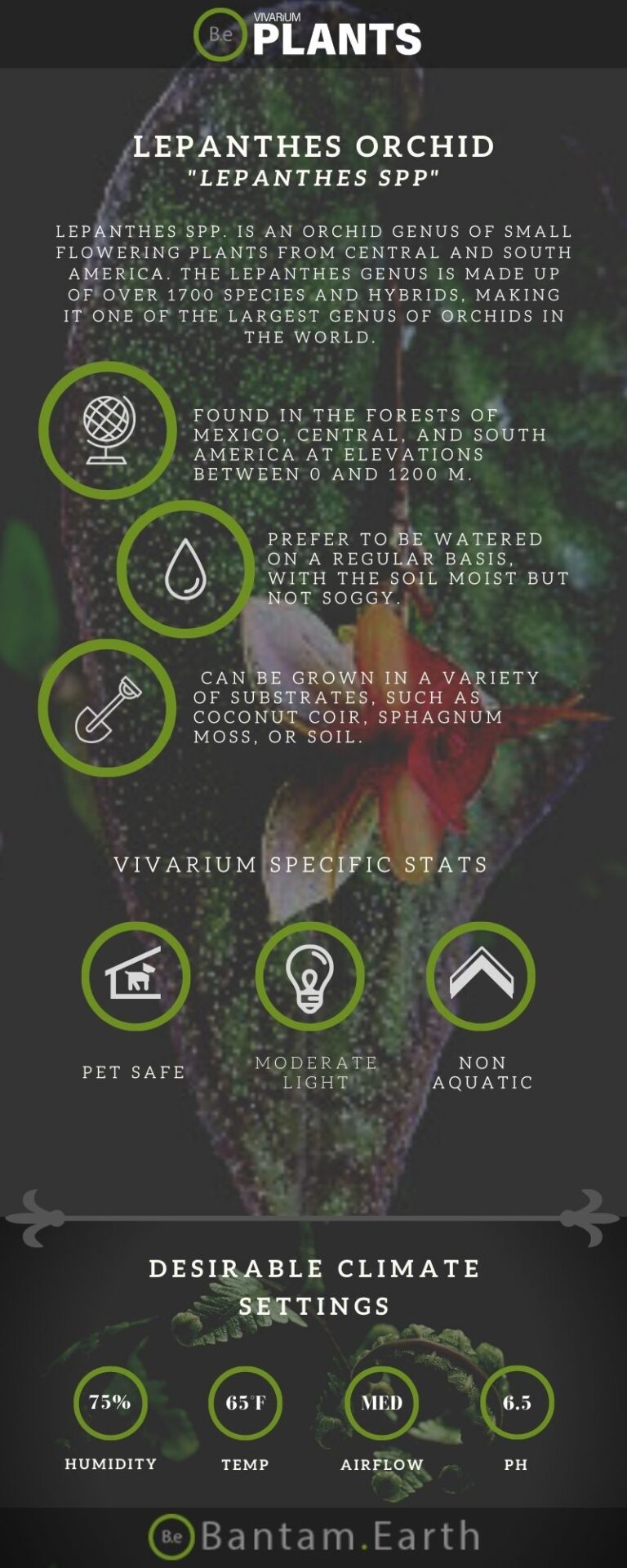 Lepanthes Spp. "Lepanthes Orchids" Plant Care Guide