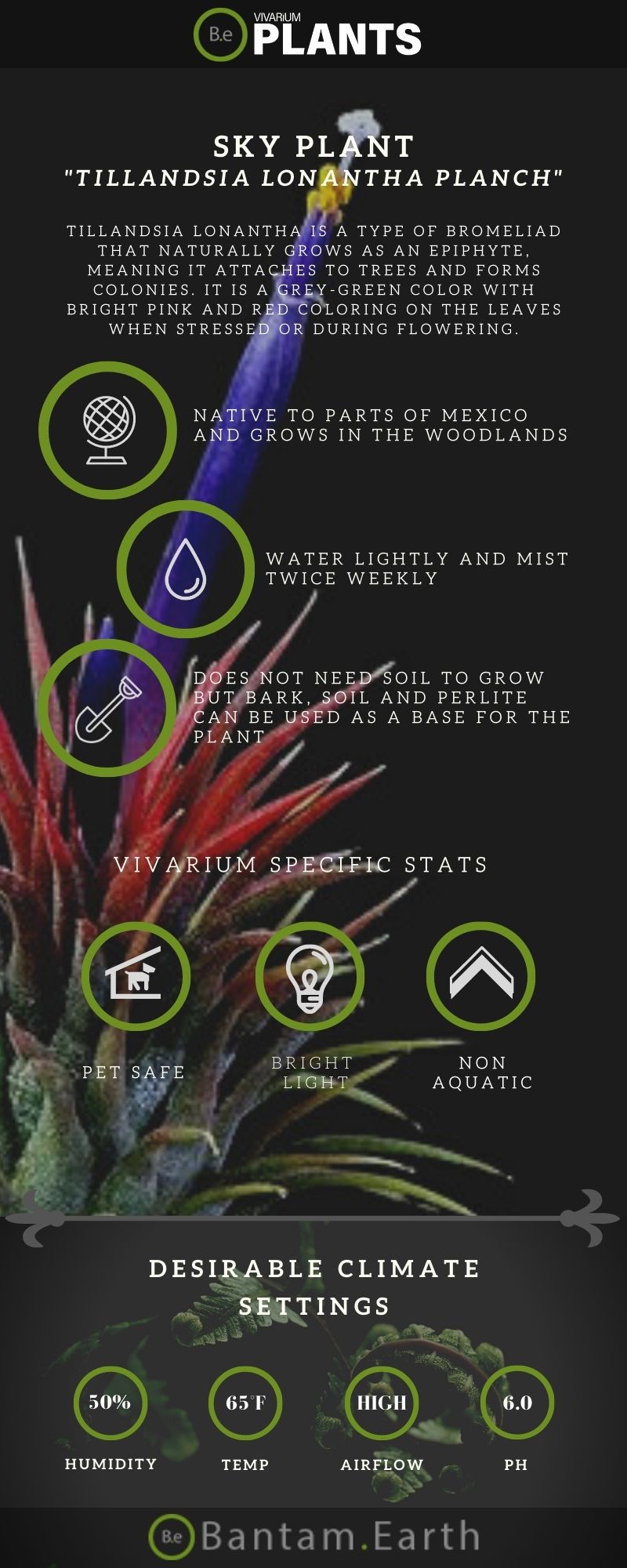 Tillandsia Ionantha Panch "Sky Plant" Care Guide