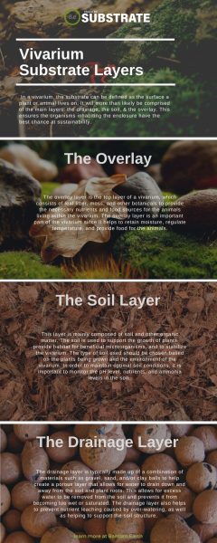 Explore Various Types Of Vivarium Substrates | Bantam.Earth