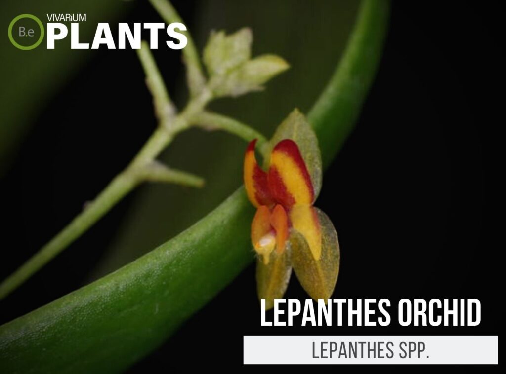 Lepanthes Spp. "Lepanthes Orchids" Plant Care Guide