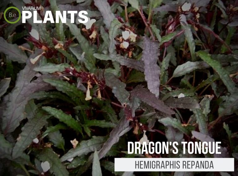 Hemigraphis Repanda "Dragon's Tongue" Plant Care Guide