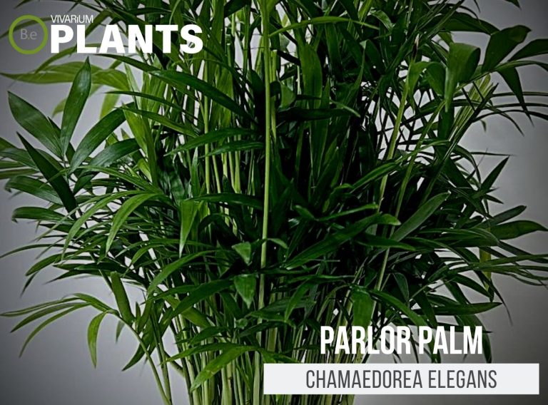 Chamaedorea Elegans "Parlor Palm" Care Guide | Tropical Plants