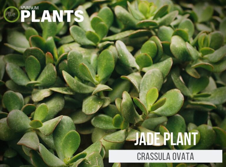 Crassula Ovata "Jade Plant" Care Guide | Terrarium Succulents