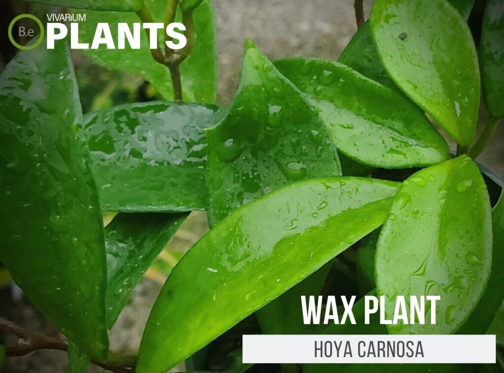 Hoya Carnosa "Wax Plant" Care Guide | Terrarium Succulents