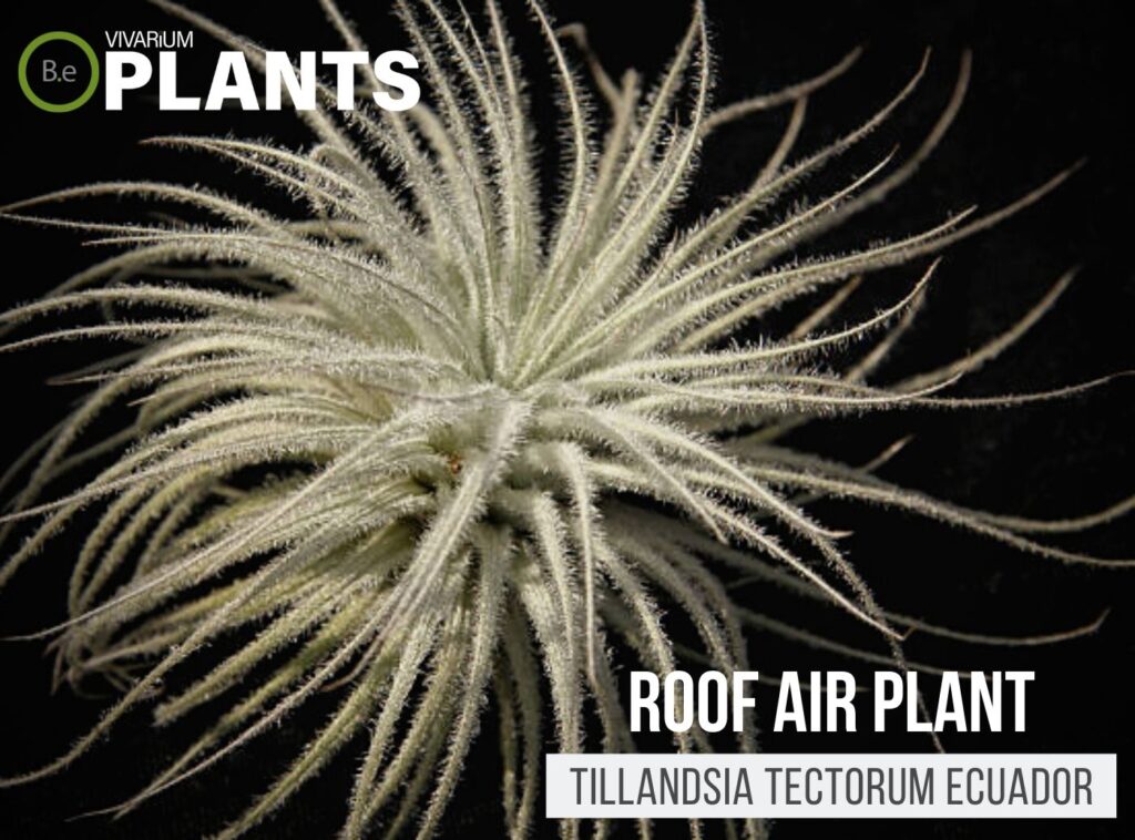 50+ Incredibly Open Terrarium Plants | Care Guide + Tips