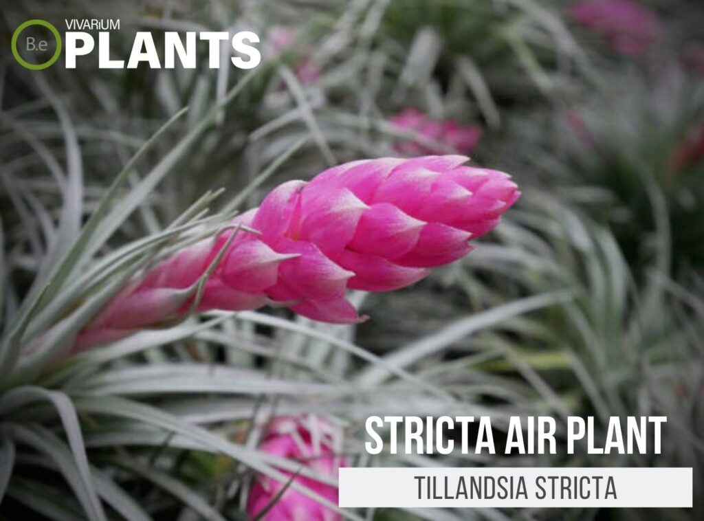 50+ Incredibly Open Terrarium Plants | Care Guide + Tips