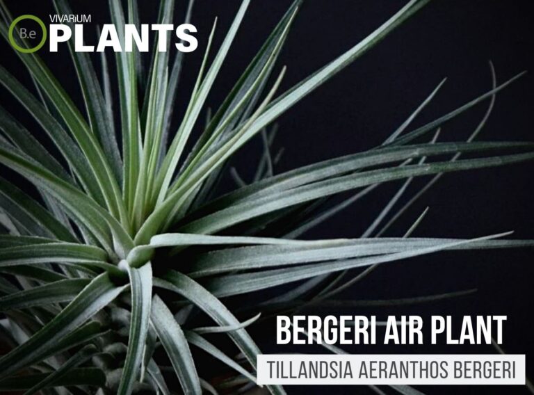 50+ Incredibly Open Terrarium Plants | Care Guide + Tips