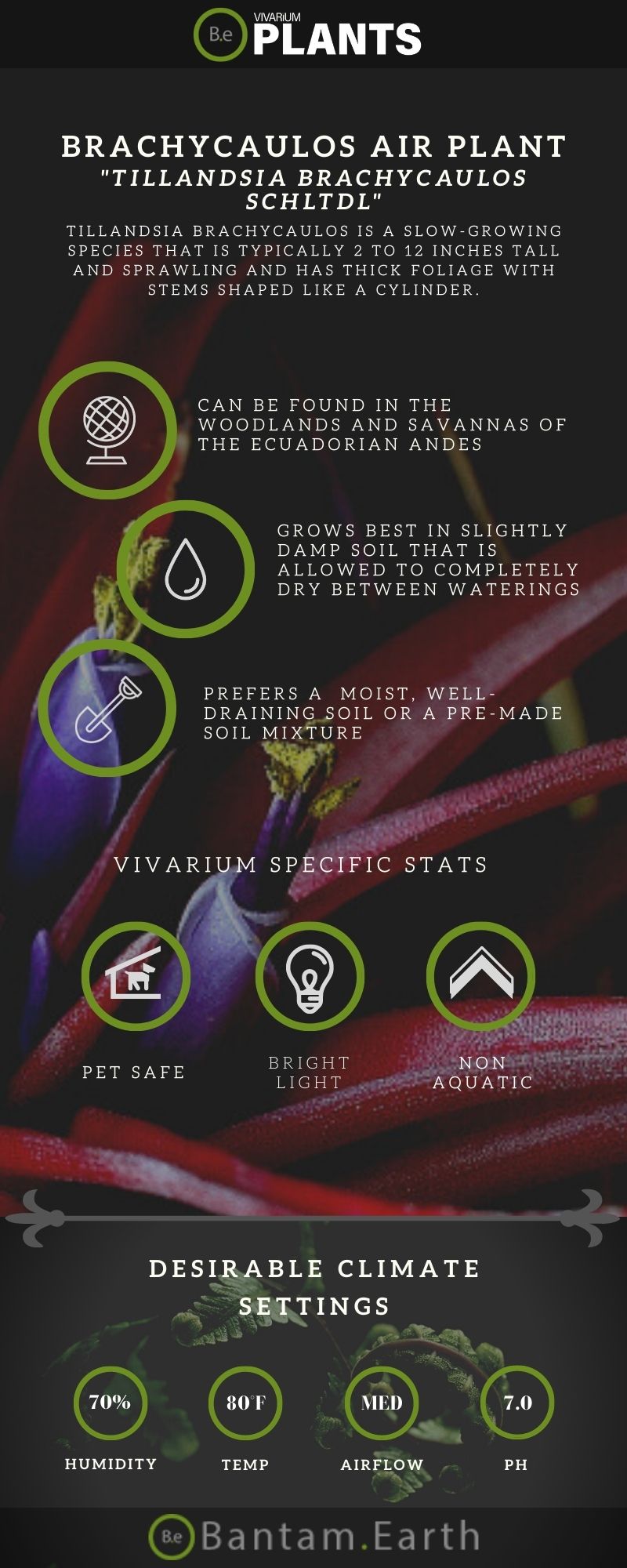 Tillandsia Brachycaulos "Brachycaulos Air Plant" Care Guide