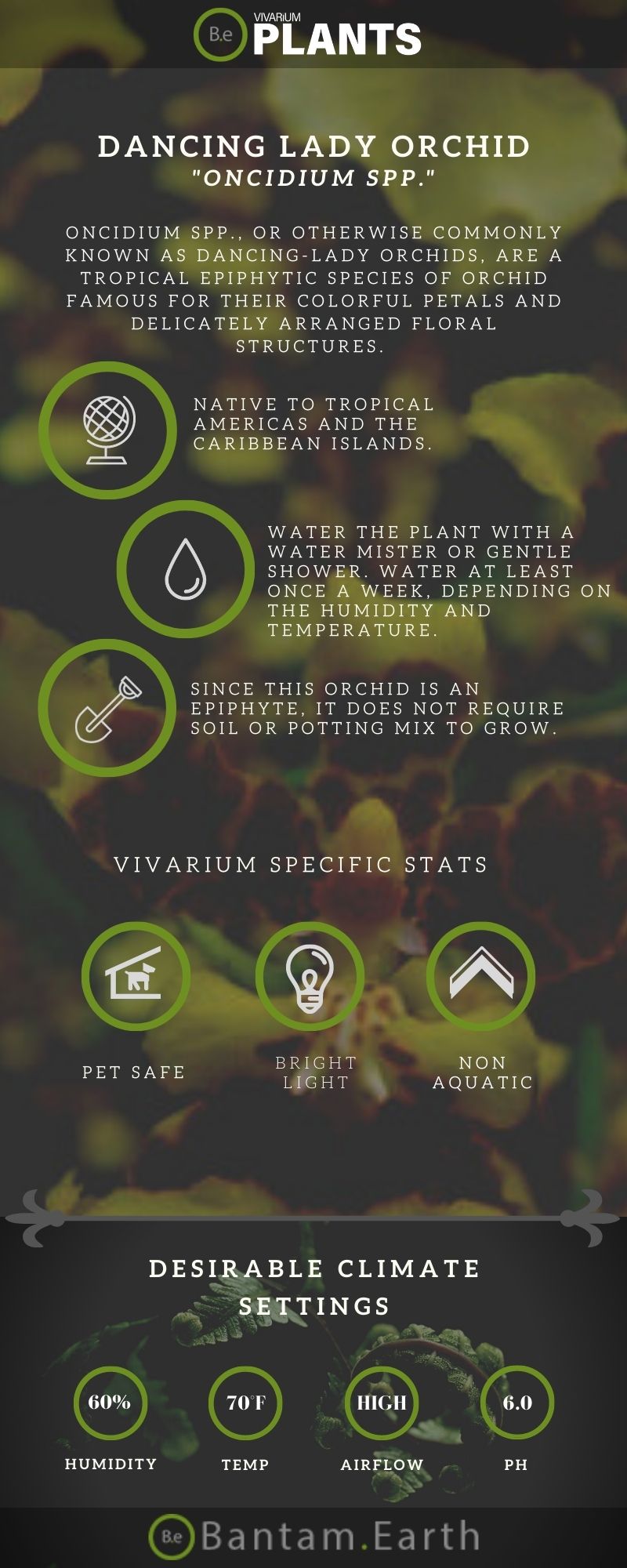 Oncidium Spp. "Dancing Lady Orchid" Plant Care Guide