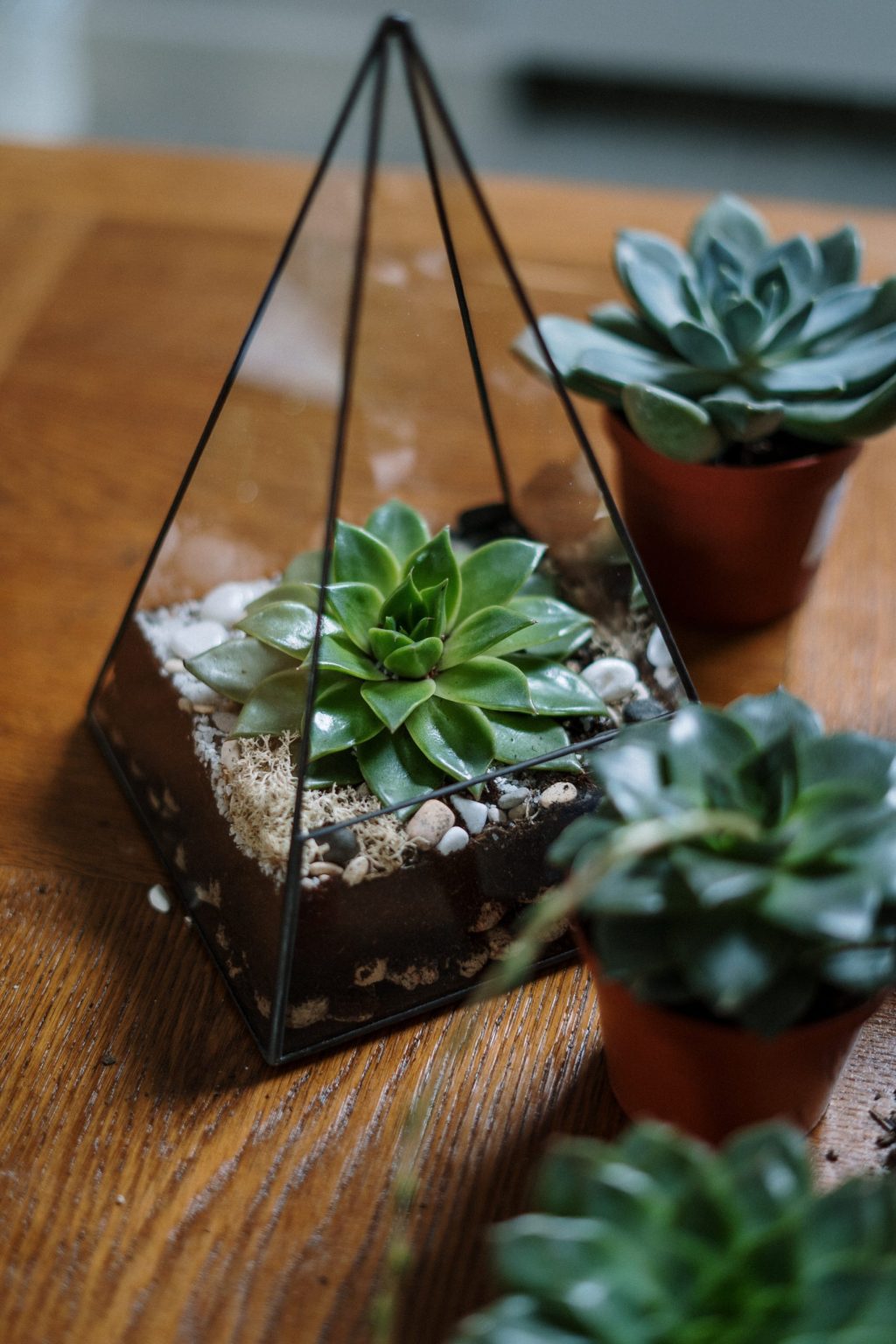 Terrarium Lighting: The Most Complete Guide