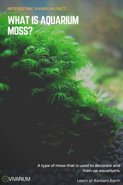 8+ Go-To Aquarium Moss Types | Care, Placement & Pictures