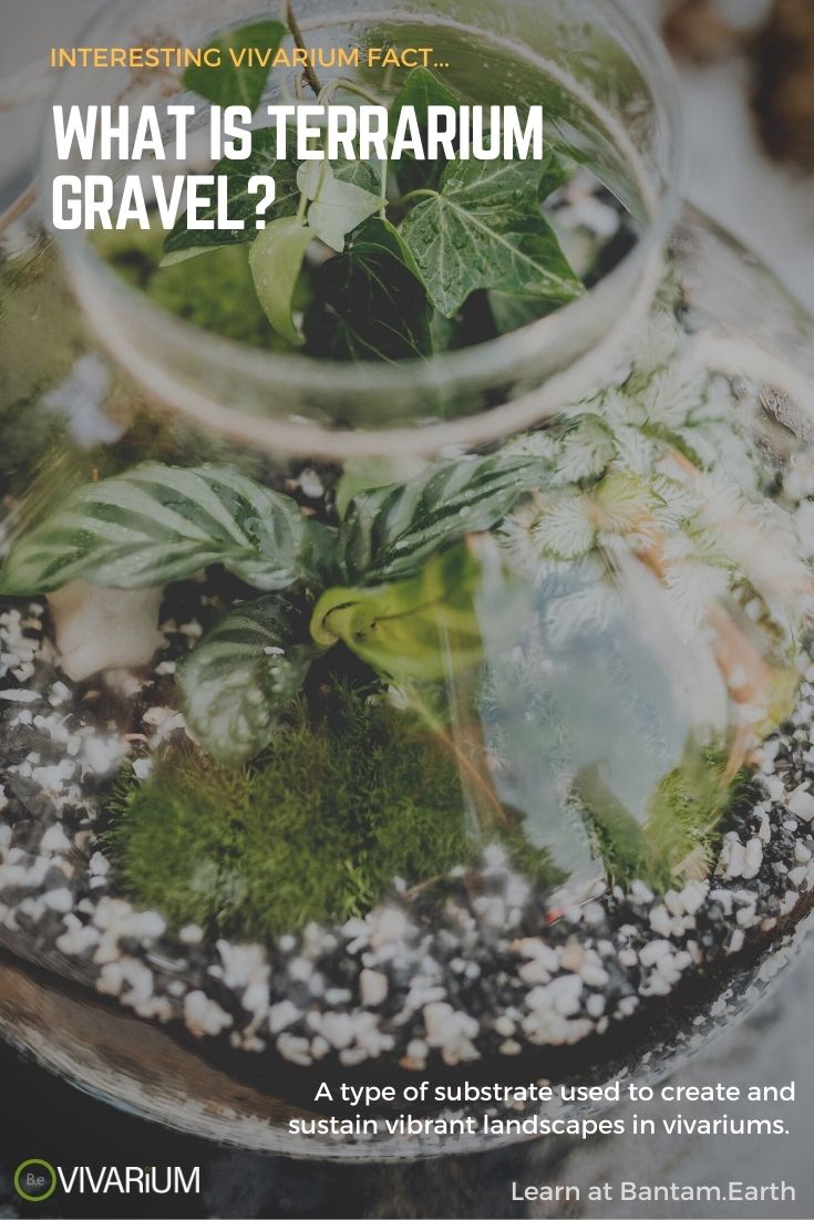 Terrarium Gravel: The Most Definitive Guide | Bantam.Earth
