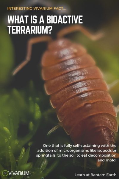 Terrarium Substrate & Soil: The Most Complete Guide