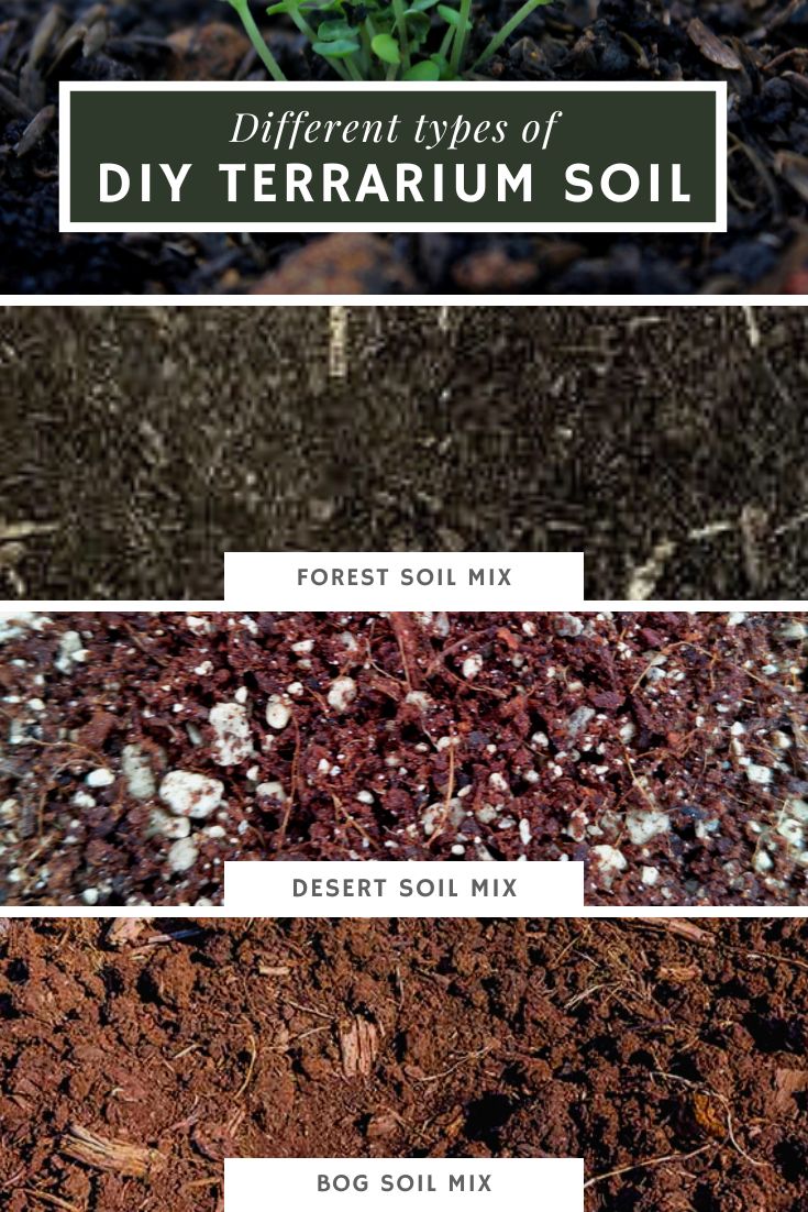 Terrarium Substrate & Soil: The Most Complete Guide