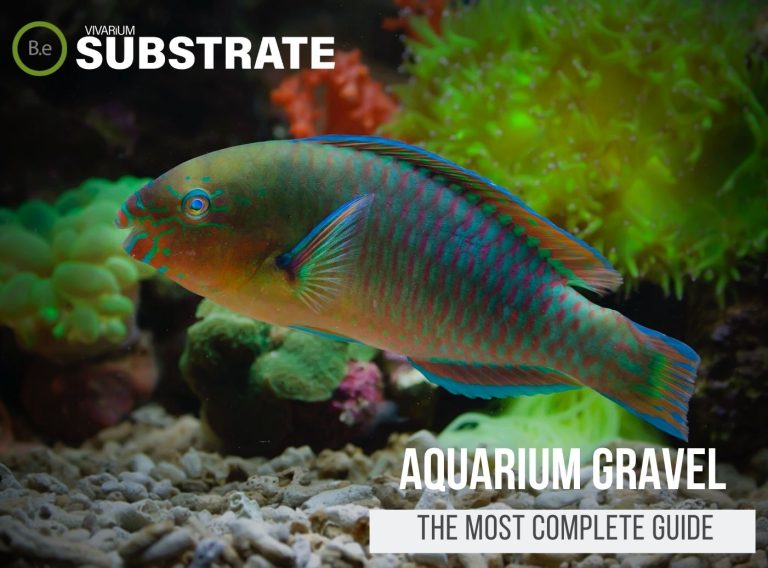 Aquarium Substrate & Soil: The Most Complete Guide