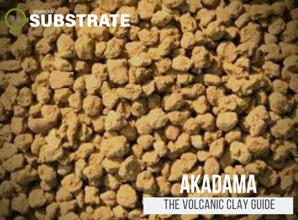 Explore Various Types Of Vivarium Substrates | Bantam.Earth