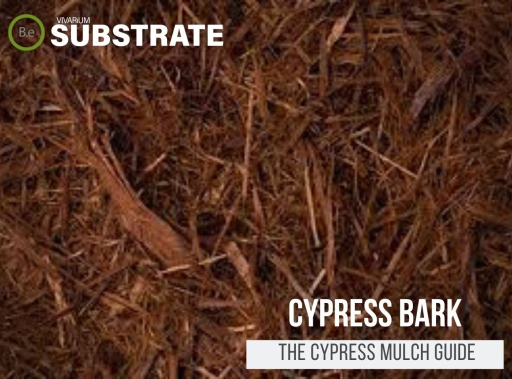 Explore Various Types Of Vivarium Substrates | Bantam.Earth