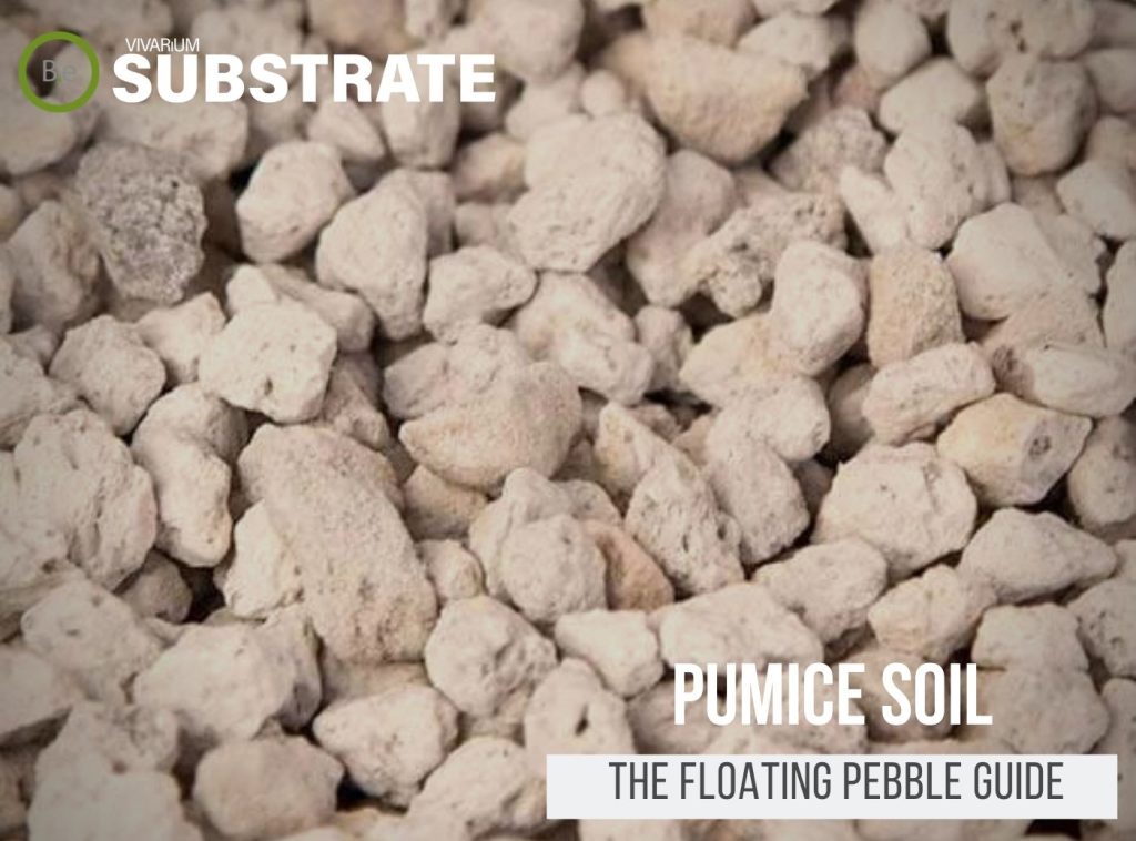 A Complete Guide To Pumice Soil "Soil Pellets" For Terrariums