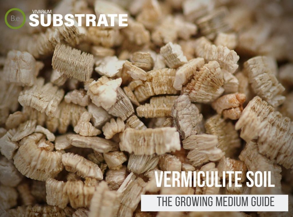 A Guide To Vermiculite Soil, A Growing Medium For Terrariums