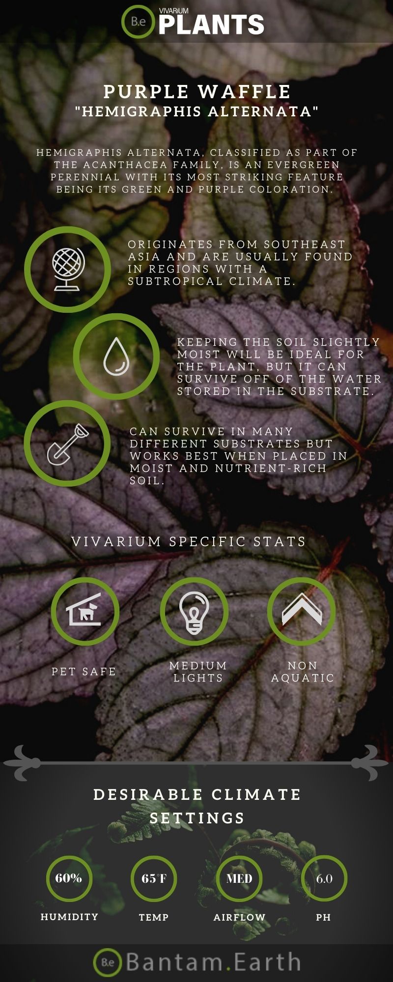 Hemigraphis Alternata "Purple Waffle" Care Guide | Tropical Plants