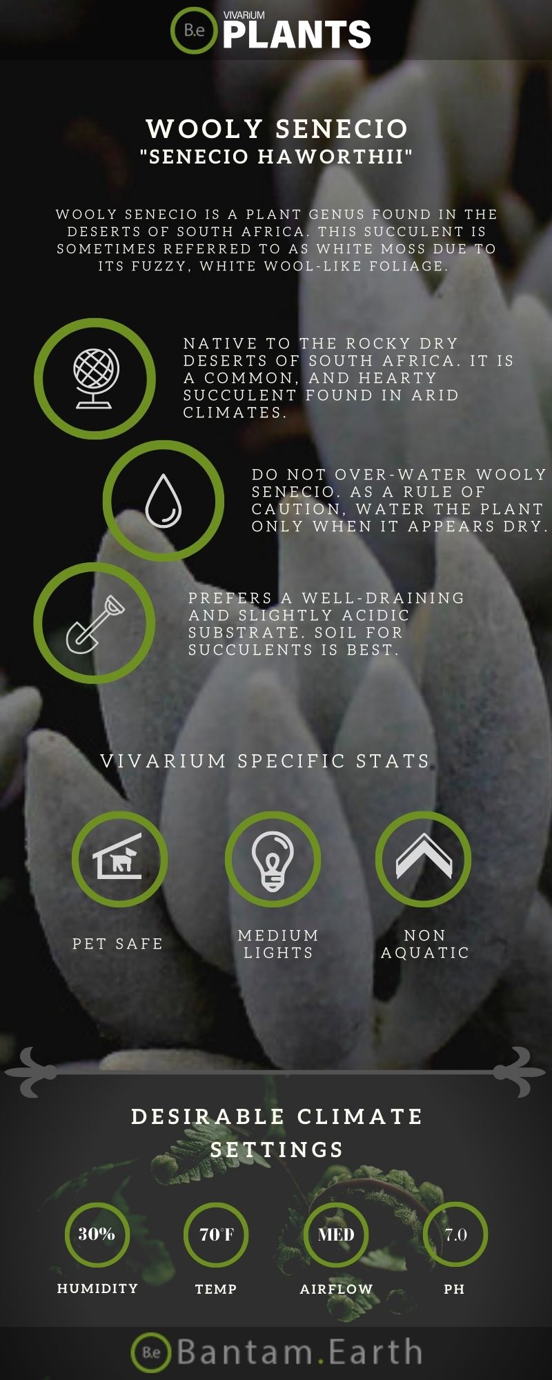 Senecio Haworthii "Wooly Senecio" Succulent Care Guide